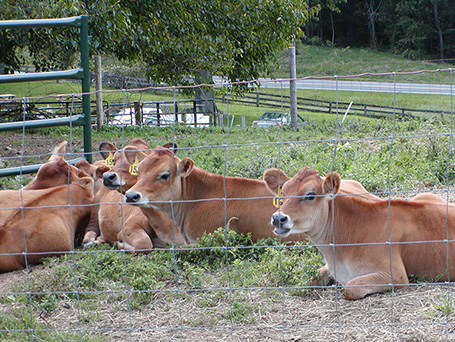 Concentrated Animal Feeding Operations (CAFO) - Delaware Department of ...