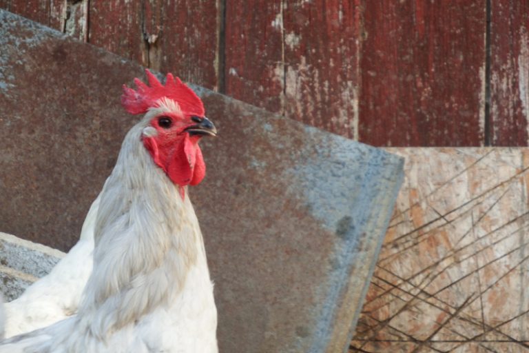 Poultry & Animal Health - Delaware Department of Agriculture - State of ...