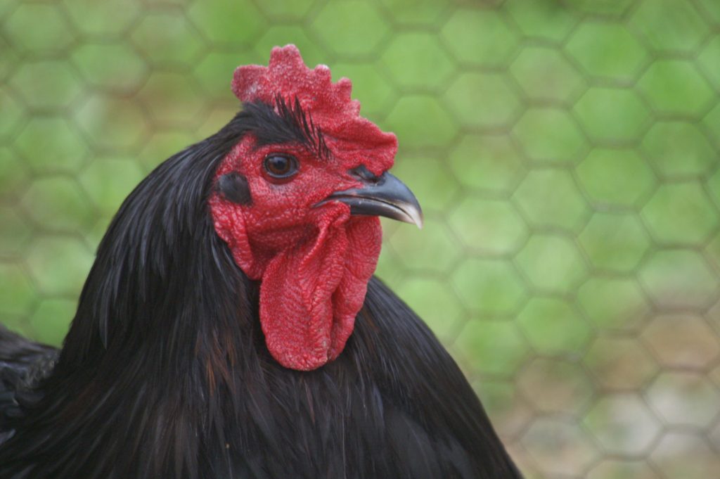 Poultry - Delaware Department of Agriculture - State of Delaware