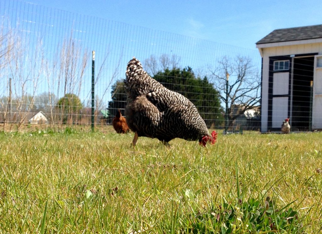 Poultry & Animal Health - Delaware Department of Agriculture - State of ...