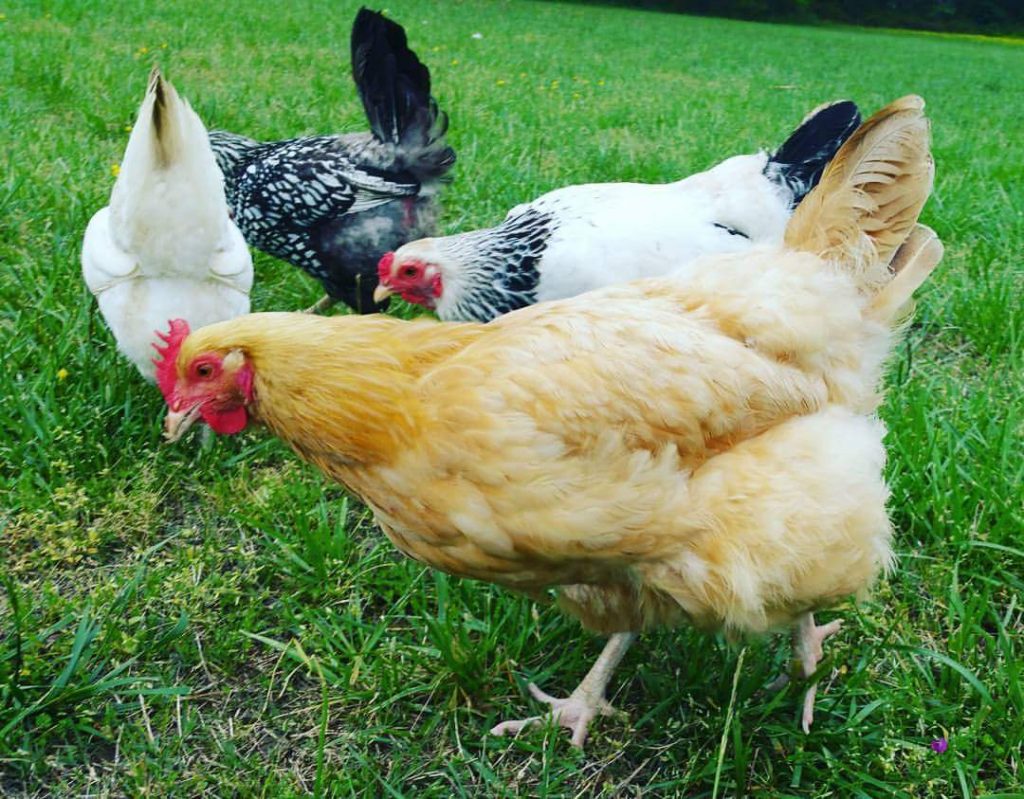 Poultry - Delaware Department of Agriculture - State of Delaware