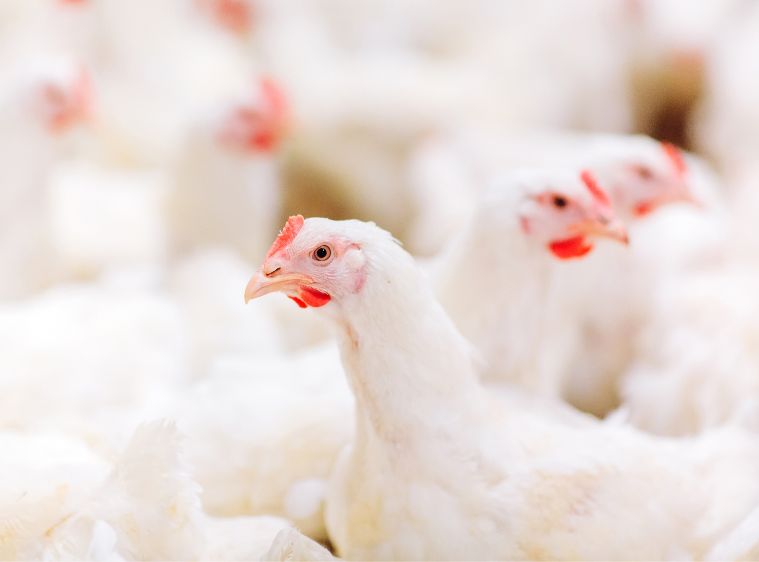 Poultry - Delaware Department of Agriculture - State of Delaware